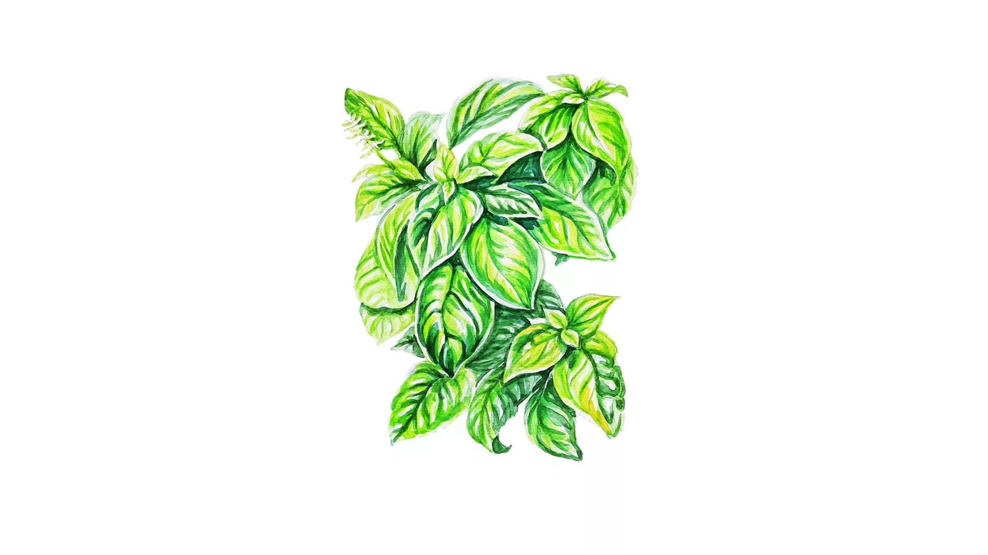 Basil – Essences Bulgaria