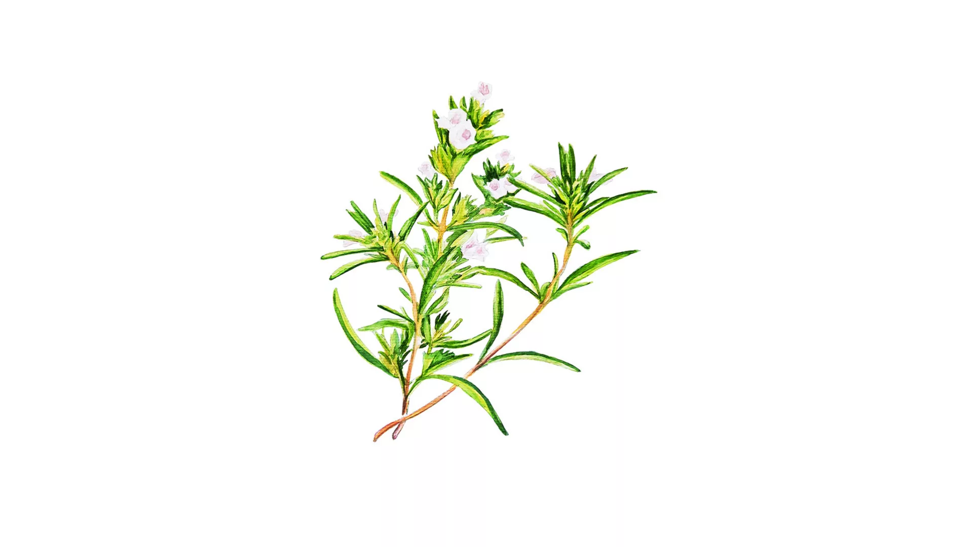 Lemon Savory – Essences Bulgaria